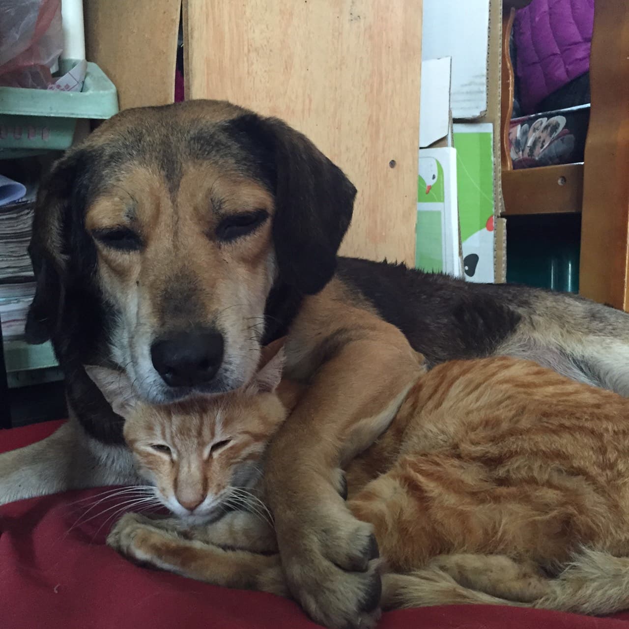 #圖#狗貓 看什麼！這我老婆！！ - 寵物板 | Dcard