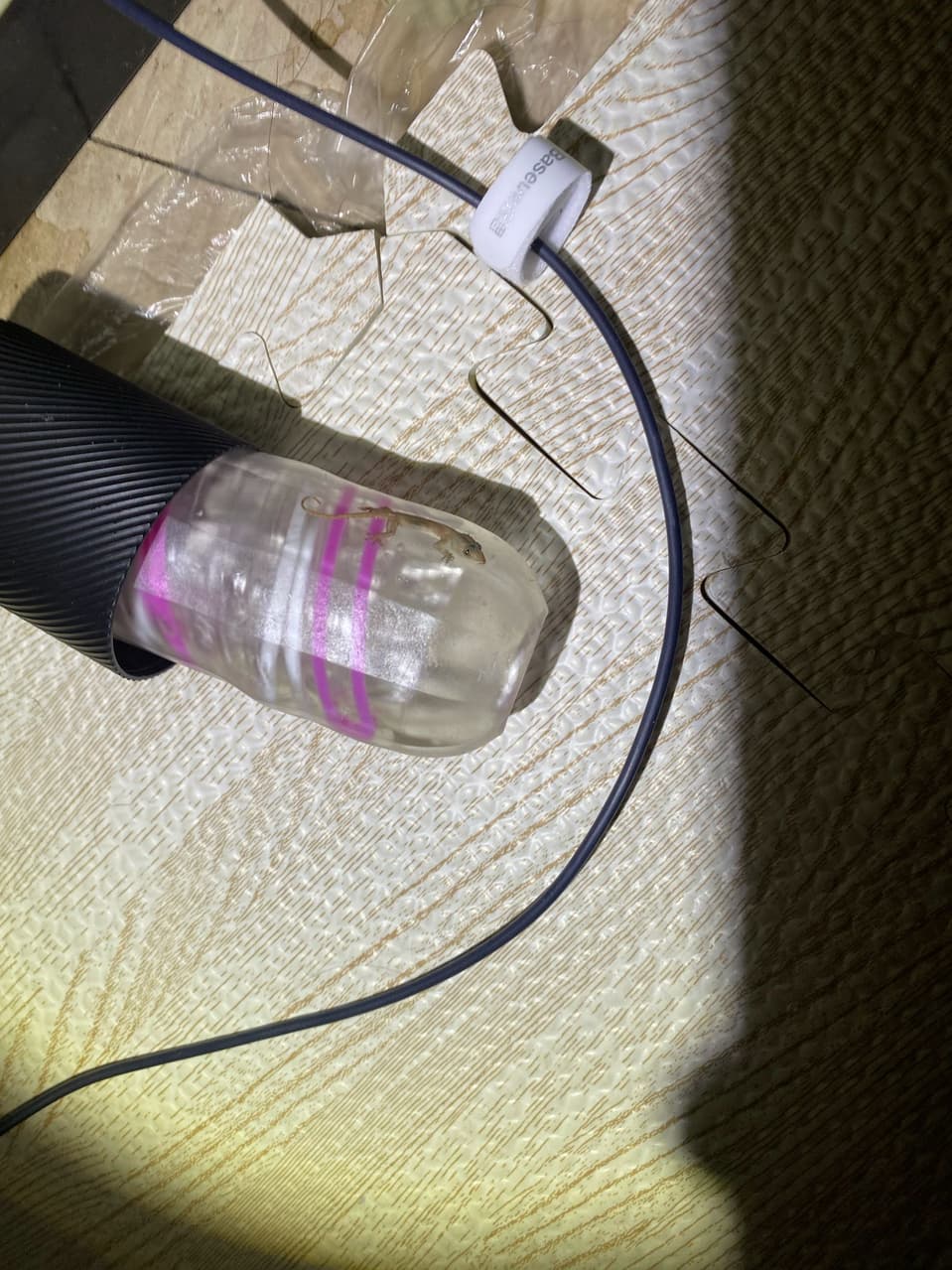 恐懼來自於性癖不足 西斯板 Dcard