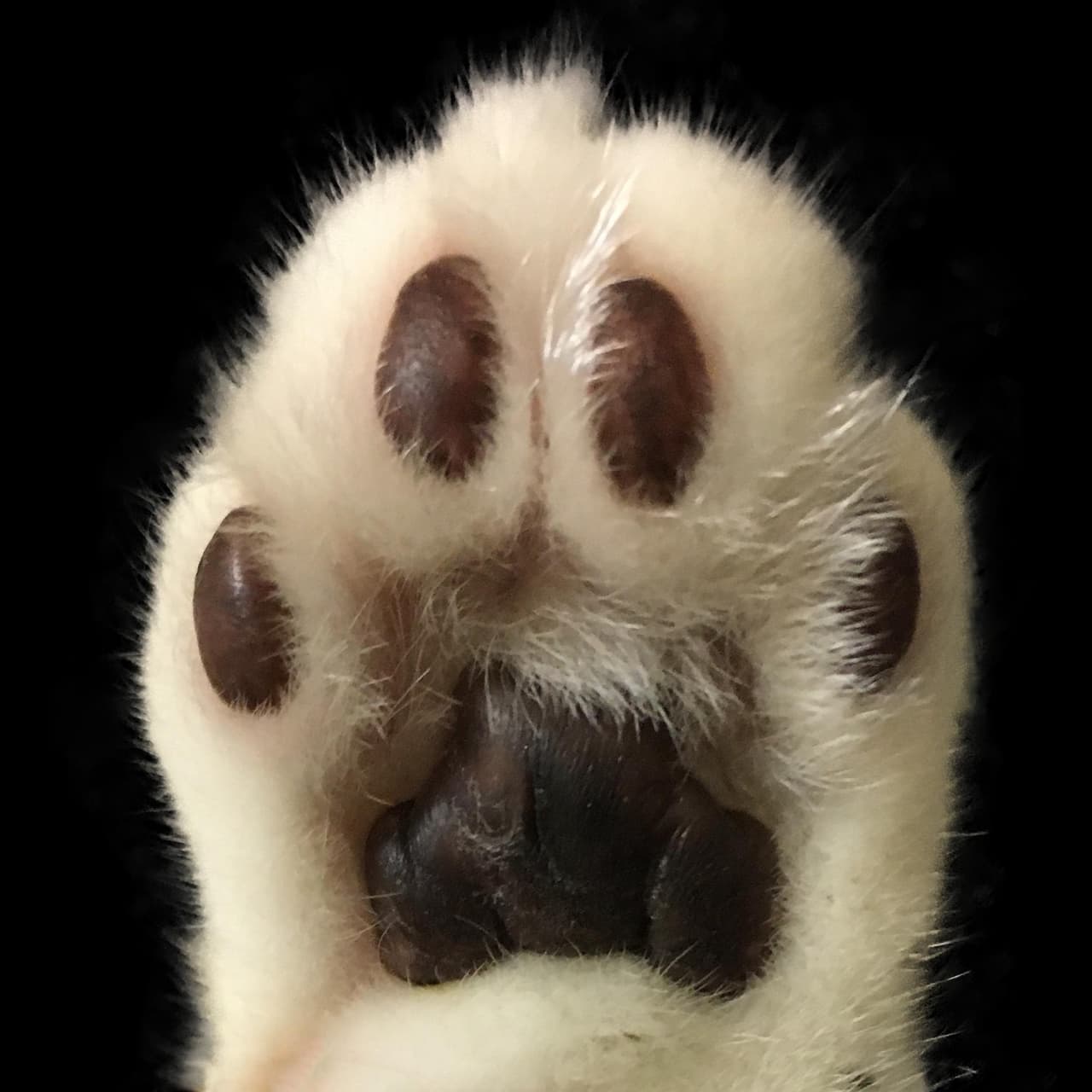 世界喵喵肉球日！一起來看貓手相！ - 寵物板 | Dcard