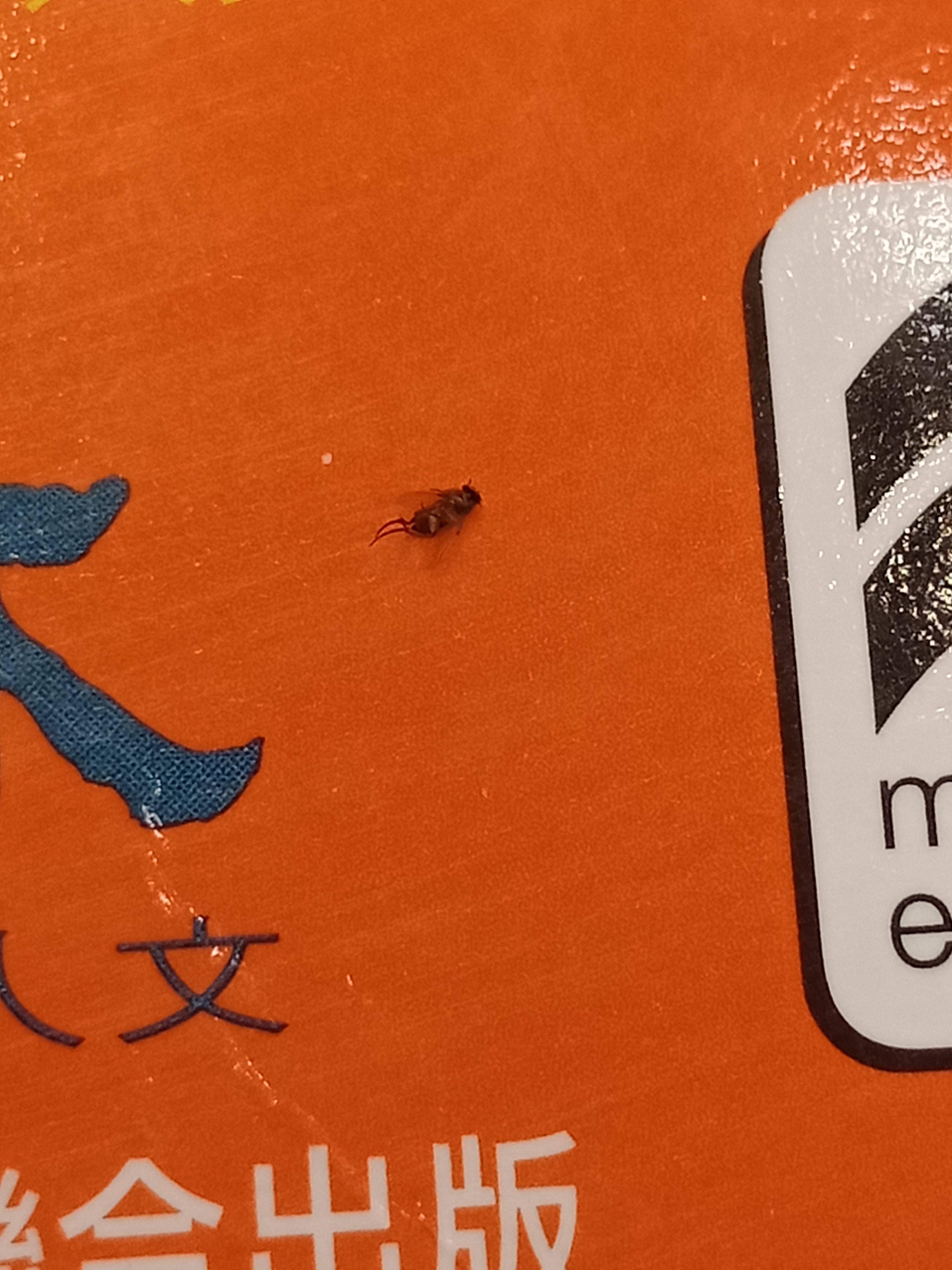 這是什麼蟲?! 閒聊板 Dcard