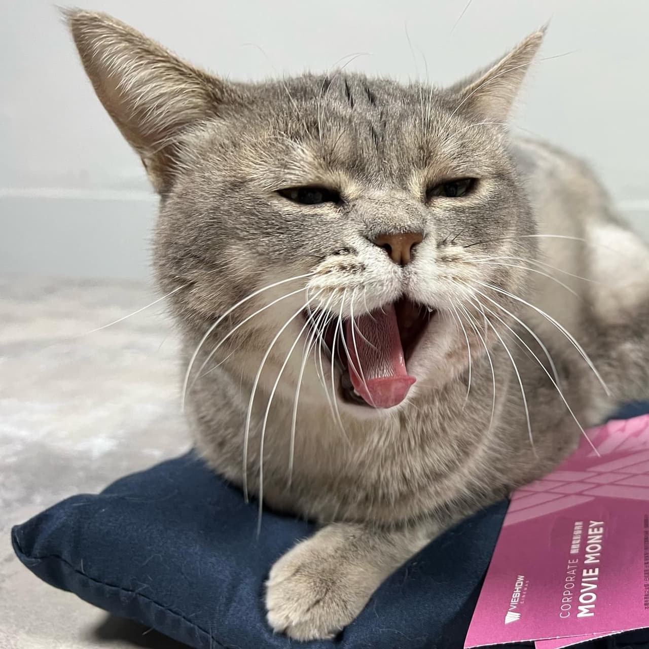 貓咪打哈欠 - 搗灰的娘親 (@mm951113) | Dcard