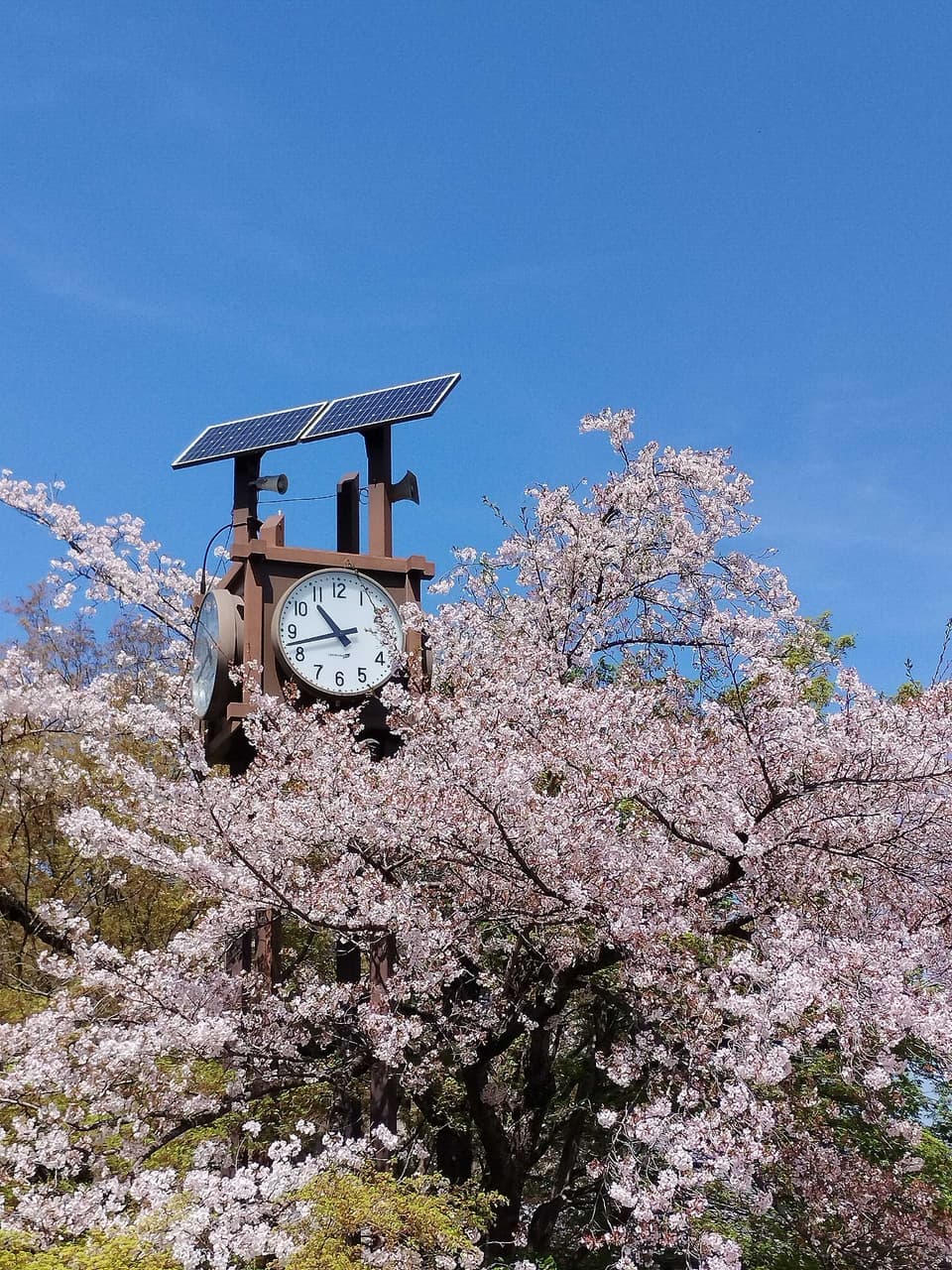 京都櫻花現況 20250412 - 日本旅遊板 | Dcard