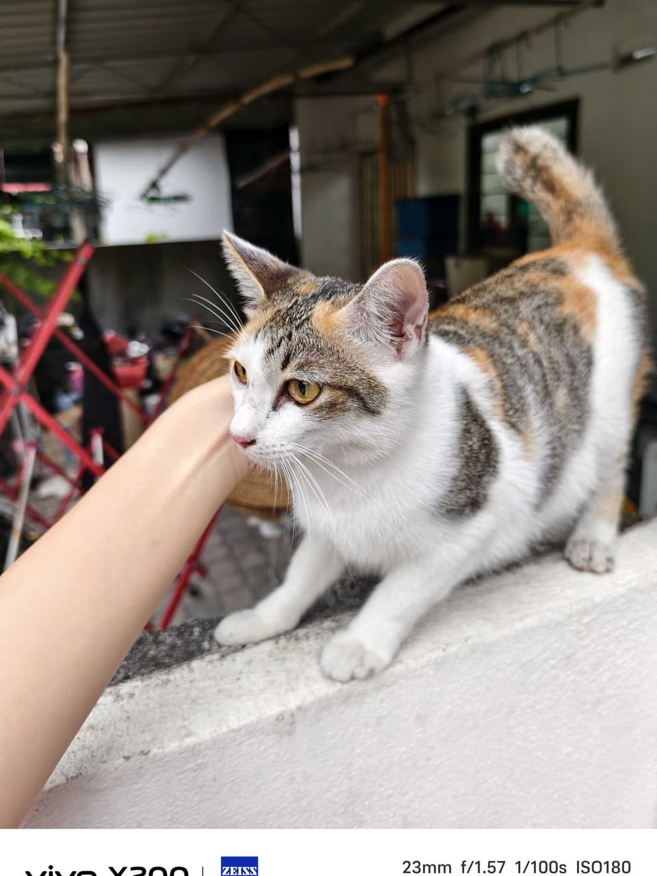 我家猫为啥不怕邻居狗子？ - MY_Pets板 | Dcard