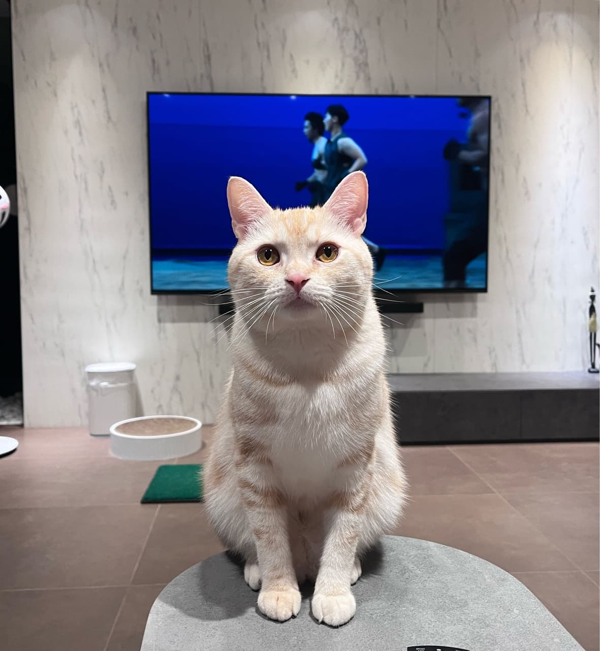 我是養到天使了吧🥺 - 𝓘𝓮𝓼𝓼𝓲𝓮 (@wen_1208) | Dcard