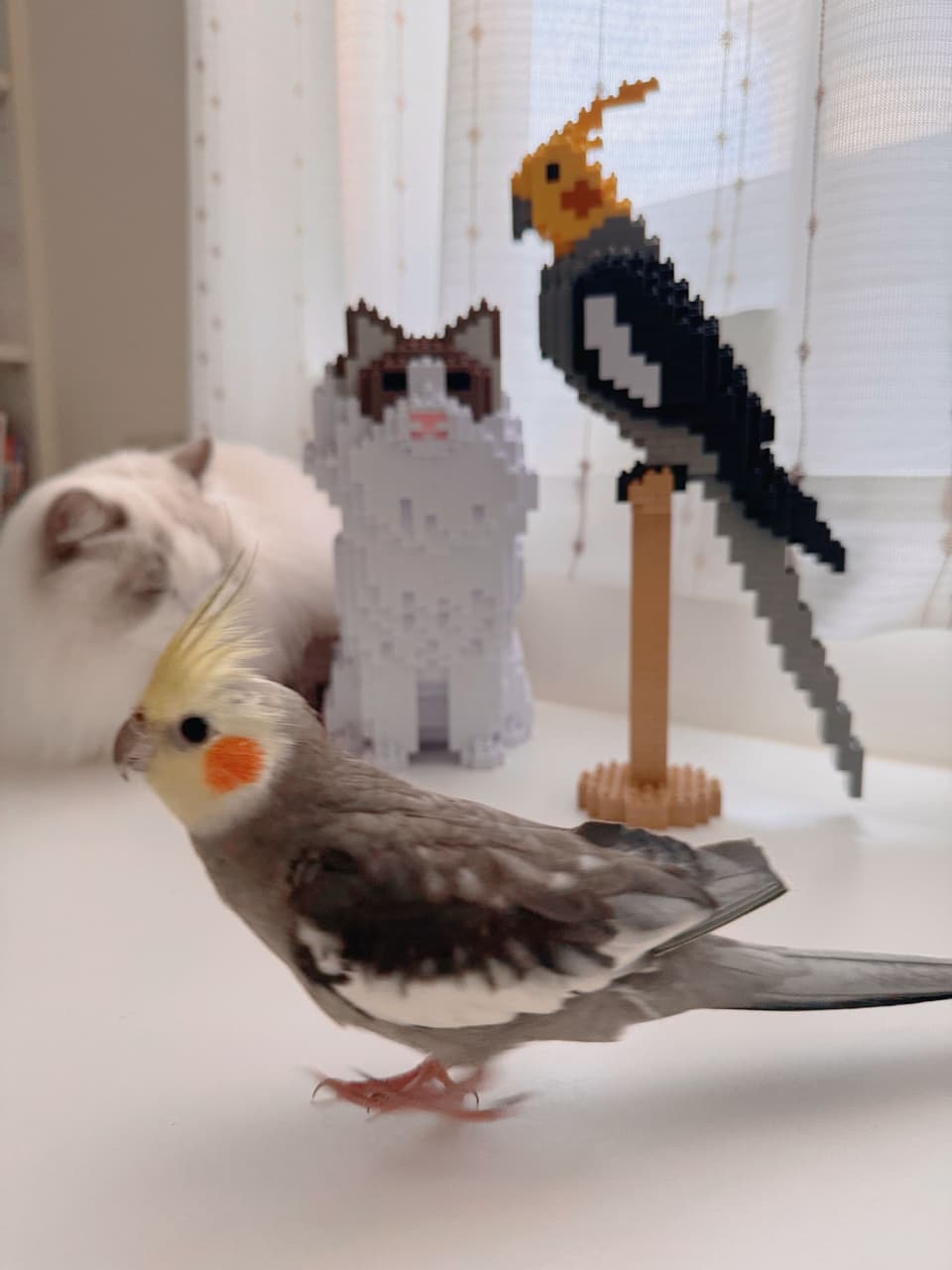 翠花有弟弟了 🎉 - 翠花爸 (@doge_g.m) | Dcard