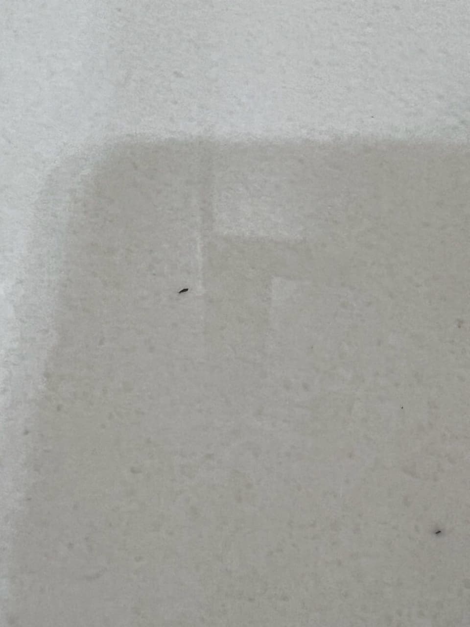 鑑定 這到底是什麼跳蚤？跳蟲？ 昆蟲板 Dcard