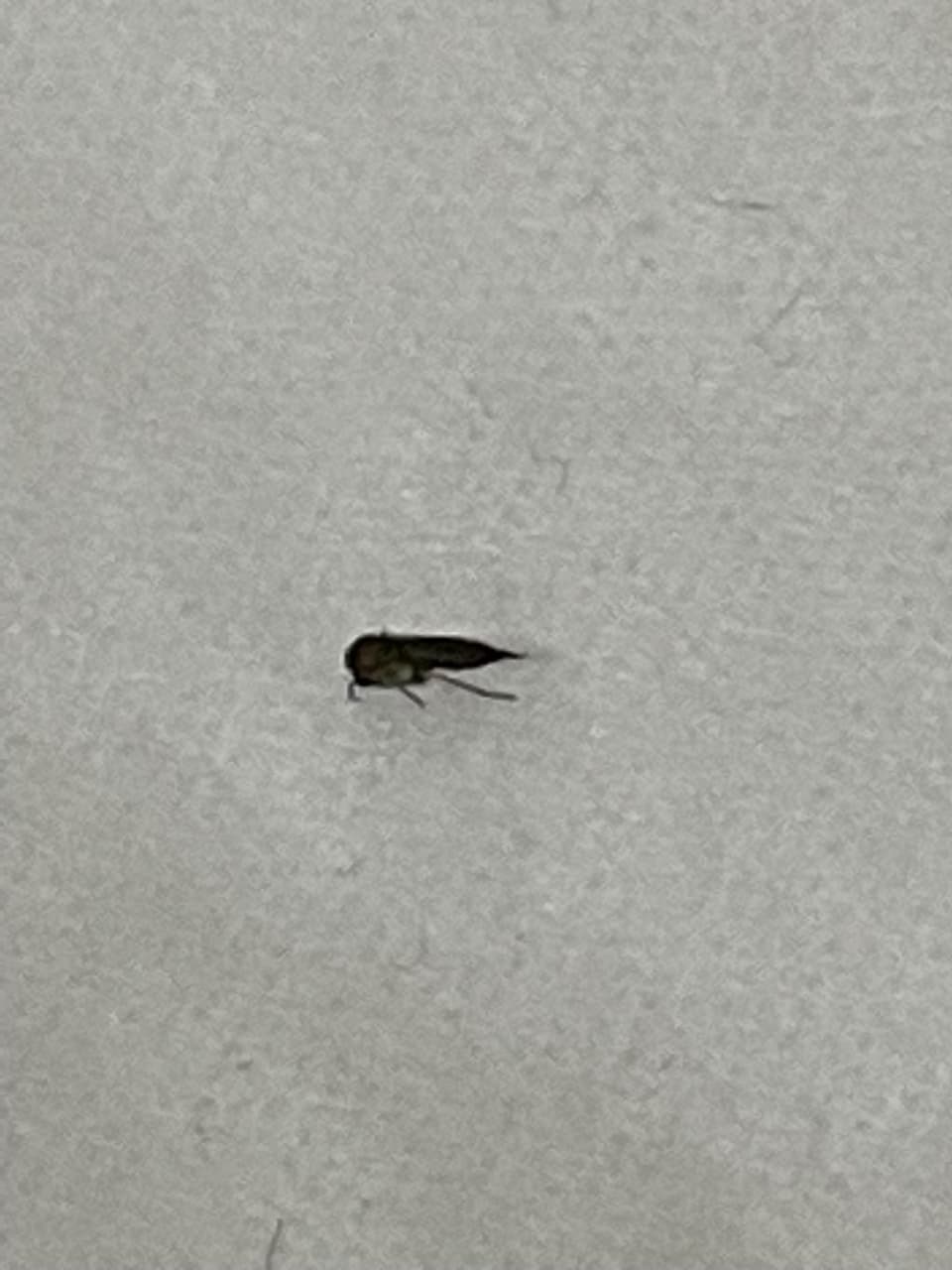 鑑定 請問這是什麼蟲 昆蟲板 Dcard