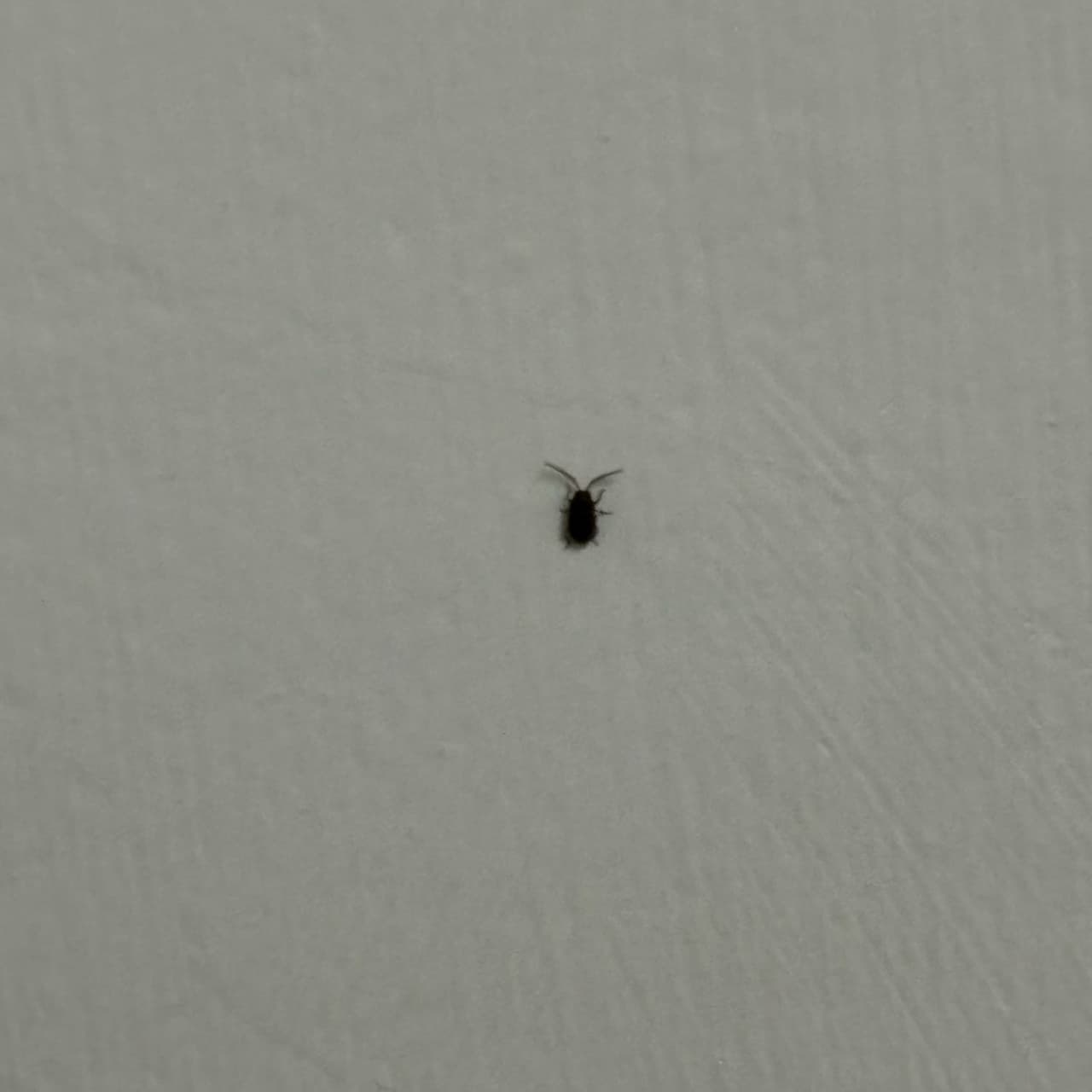 請益 請問這是什麼蟲? 昆蟲板 Dcard