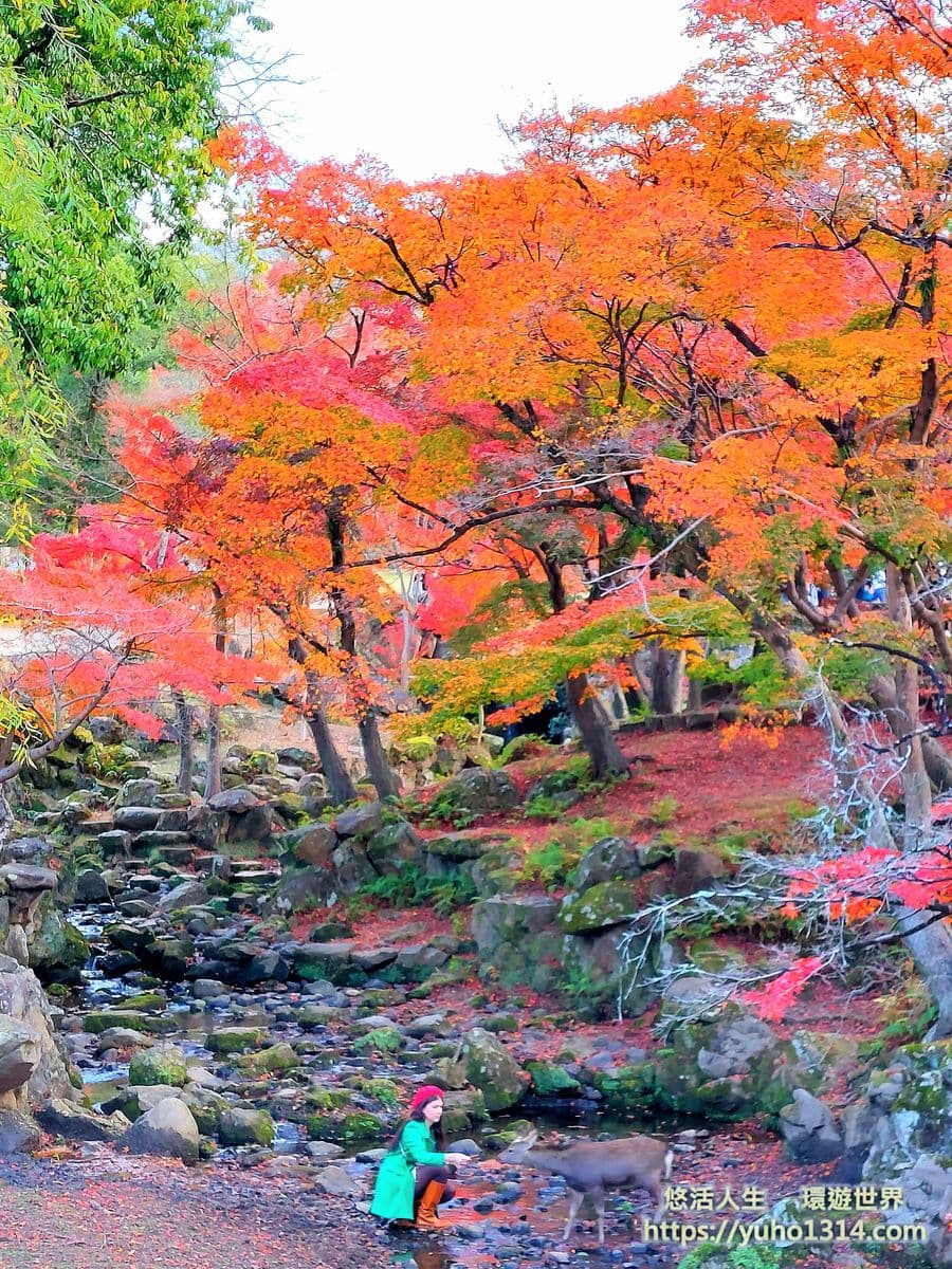 #日本賞楓景點 🍁分享日本奈良 人氣且優美的楓紅景點！👍😊 - 日本旅遊板 | Dcard