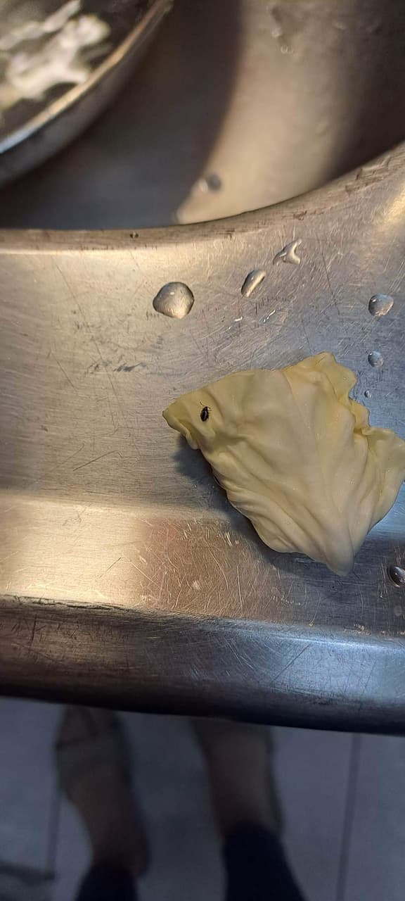 鑑定 這是什麼蟲蟲 請益 昆蟲板 Dcard