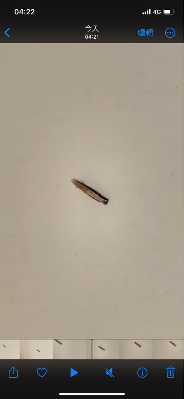 請益 這是什麼蟲蟲?! 昆蟲板 Dcard