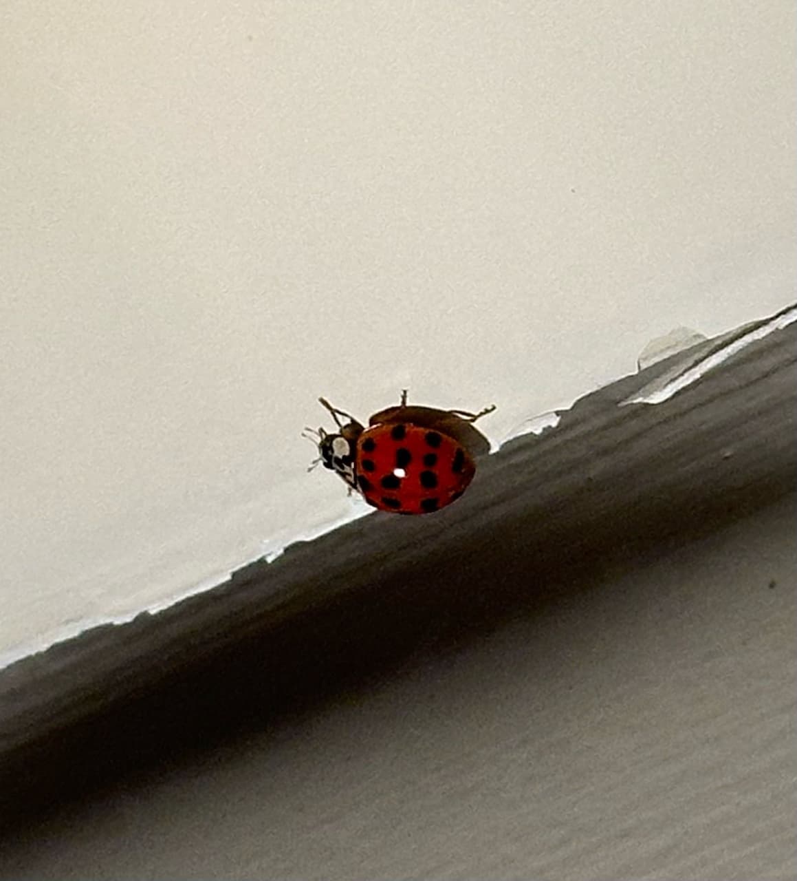 請益 請益 瓢蟲🐞~ 昆蟲板 Dcard
