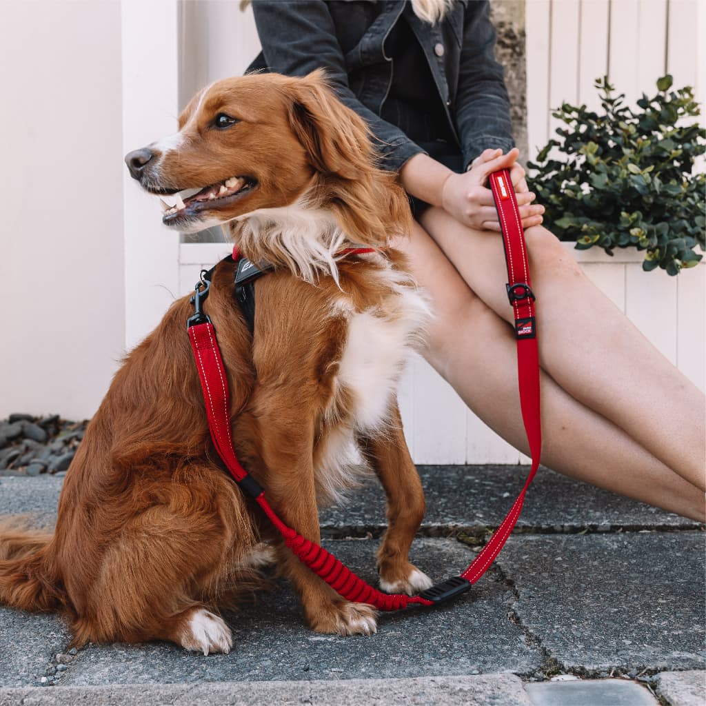 貓咪狗狗都能用的狗體工學胸背帶 【澳洲EzyDog】官方商城保護你的毛小孩 - 米血糕加花生粉加香菜 (@pigbloodcake) | Dcard