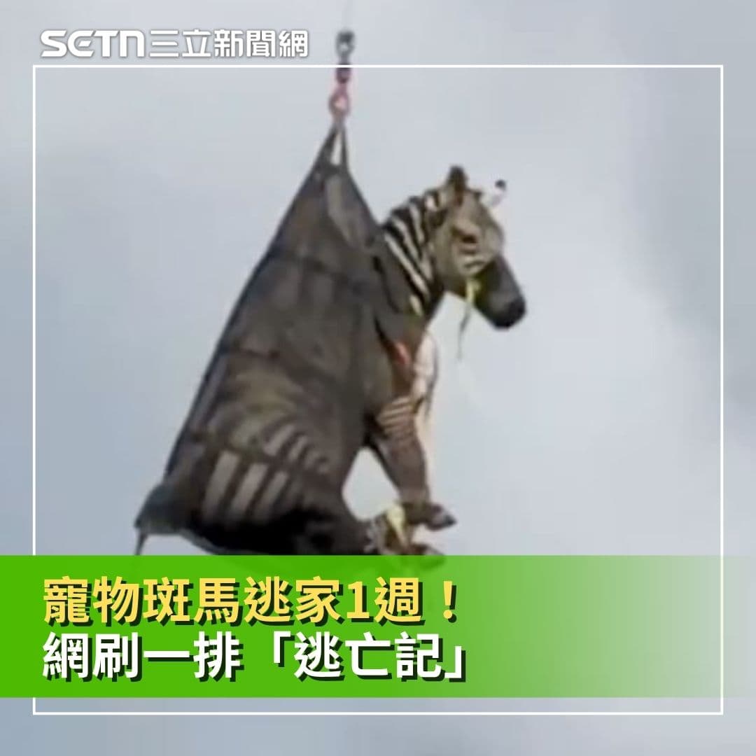 寵物斑馬逃家1週！民眾「捕獲」狂刷一排「逃亡記」吊掛回家…臉超冏 - SETN三立新聞網 (@setn54) | Dcard