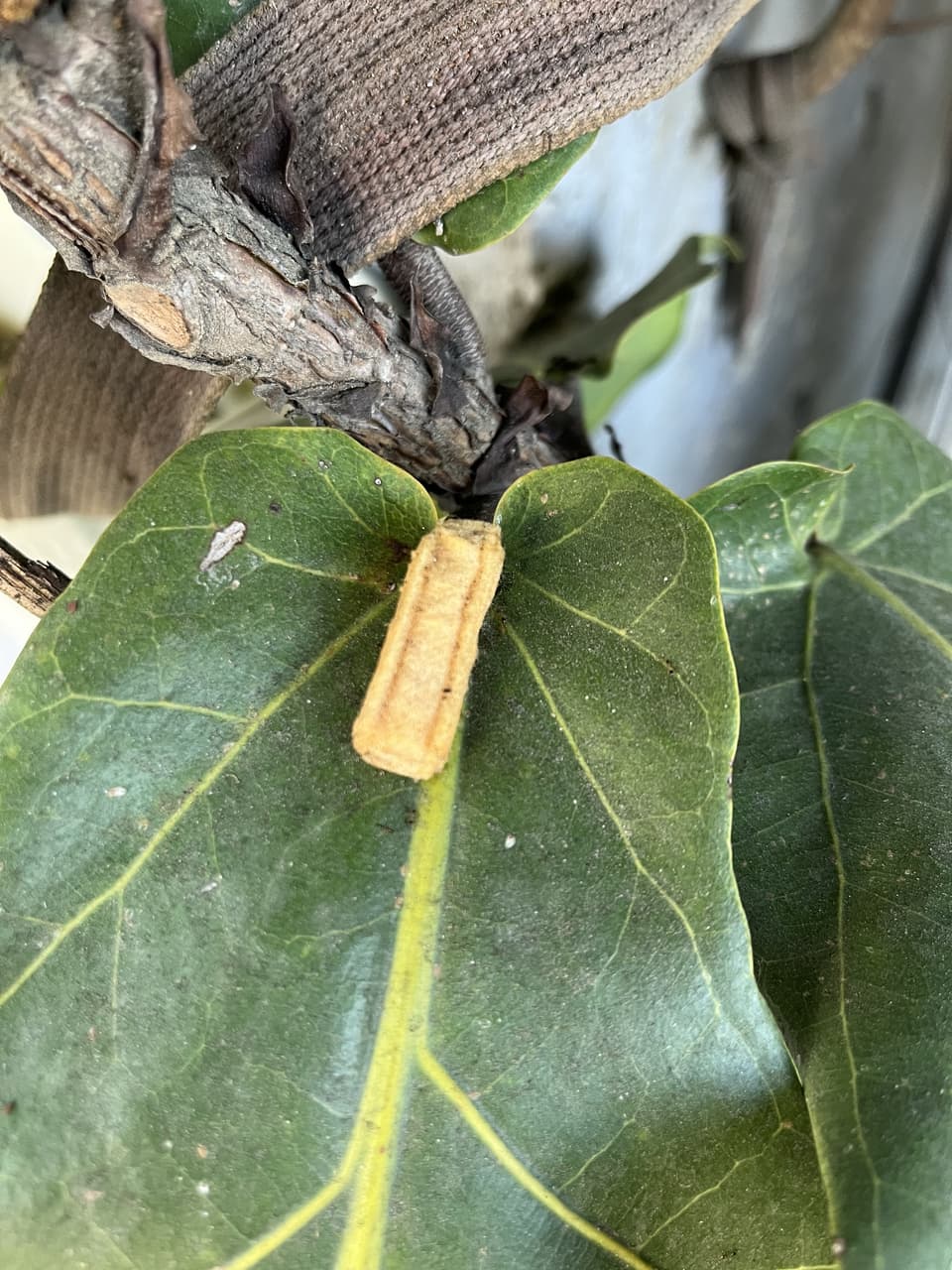 鑑定 想請問這個是什麼蟲的繭或卵嗎🥹 昆蟲板 Dcard