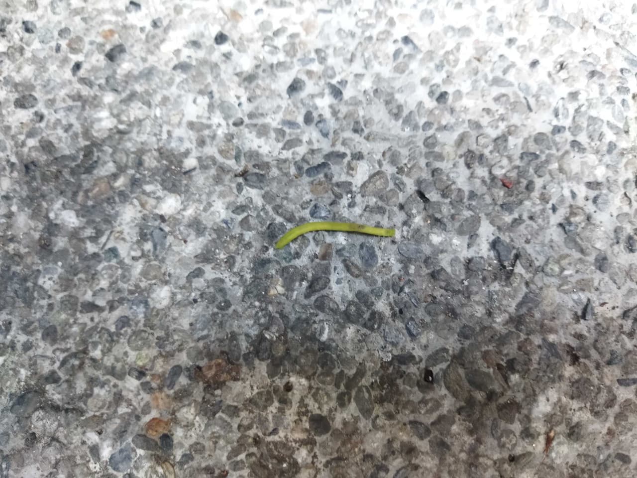鑑定 請問這是什麼昆蟲的幼蟲? 昆蟲板 Dcard