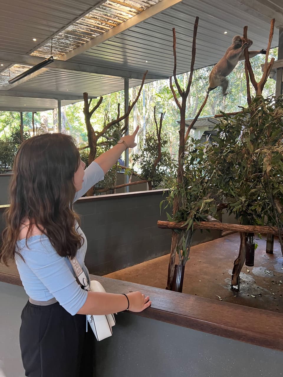 #國外 Brisbane 說走就走的 Lone Pine Koala Sanctuary 之旅 - 旅遊板 | Dcard