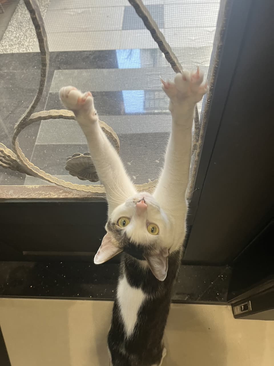 我家貓咪會按飼料機 要來看嗎 - 寵物板 | Dcard