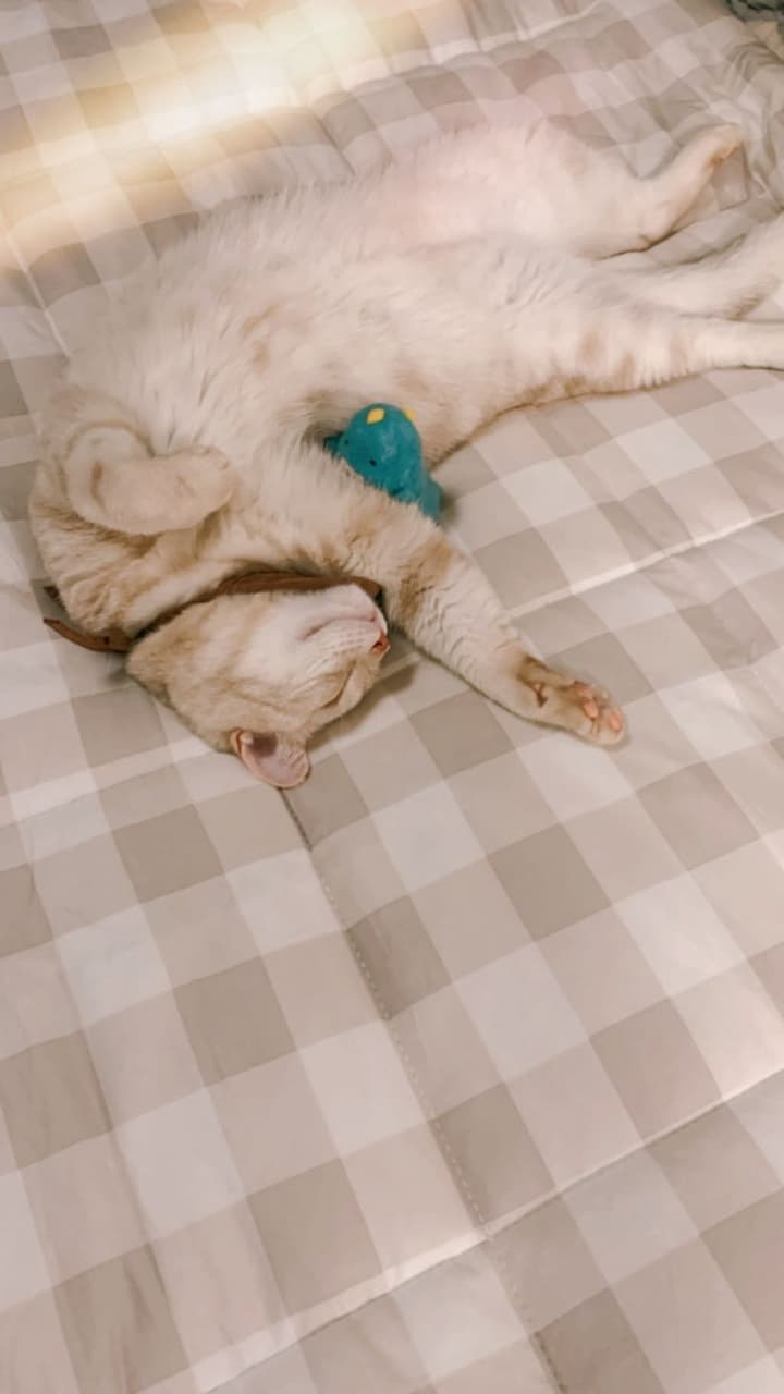 🐱腿開開再露肚肚🐱 - 安安 (@sabrina357) | Dcard