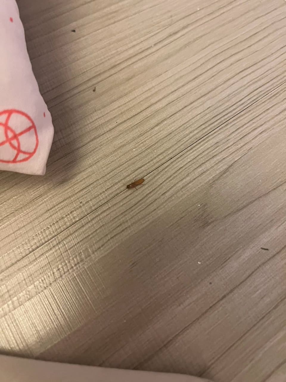 請益 請問這是什麼蟲蟲😭 昆蟲板 Dcard