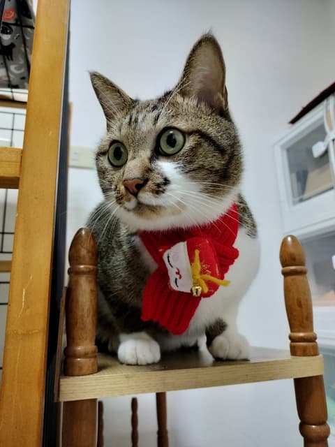 裁裁來拜年啦 - 拉拉不是垃垃 (@lalala_is_ok) | Dcard