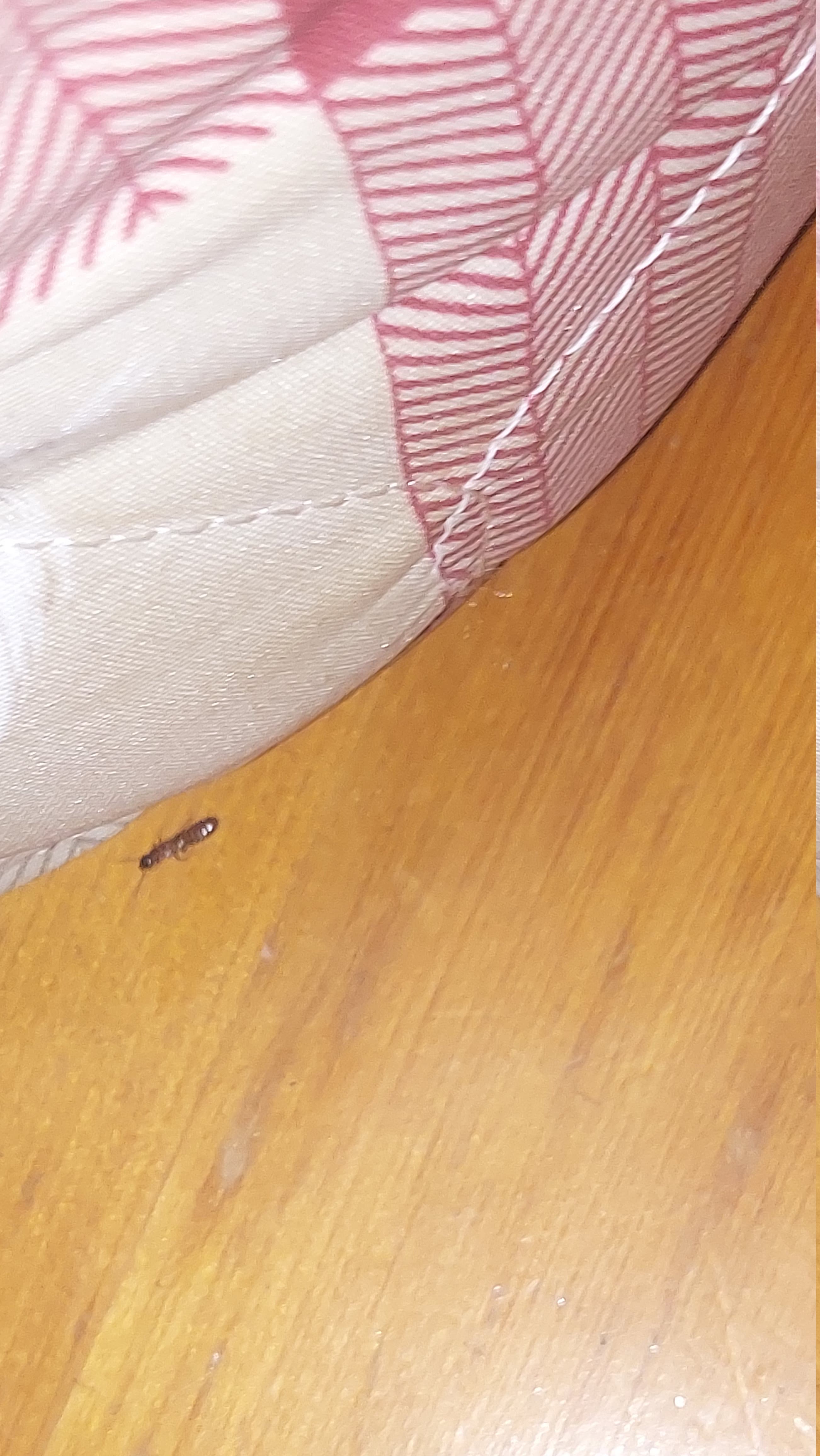 請益 請問這是什麼蟲蟲? 昆蟲板 Dcard
