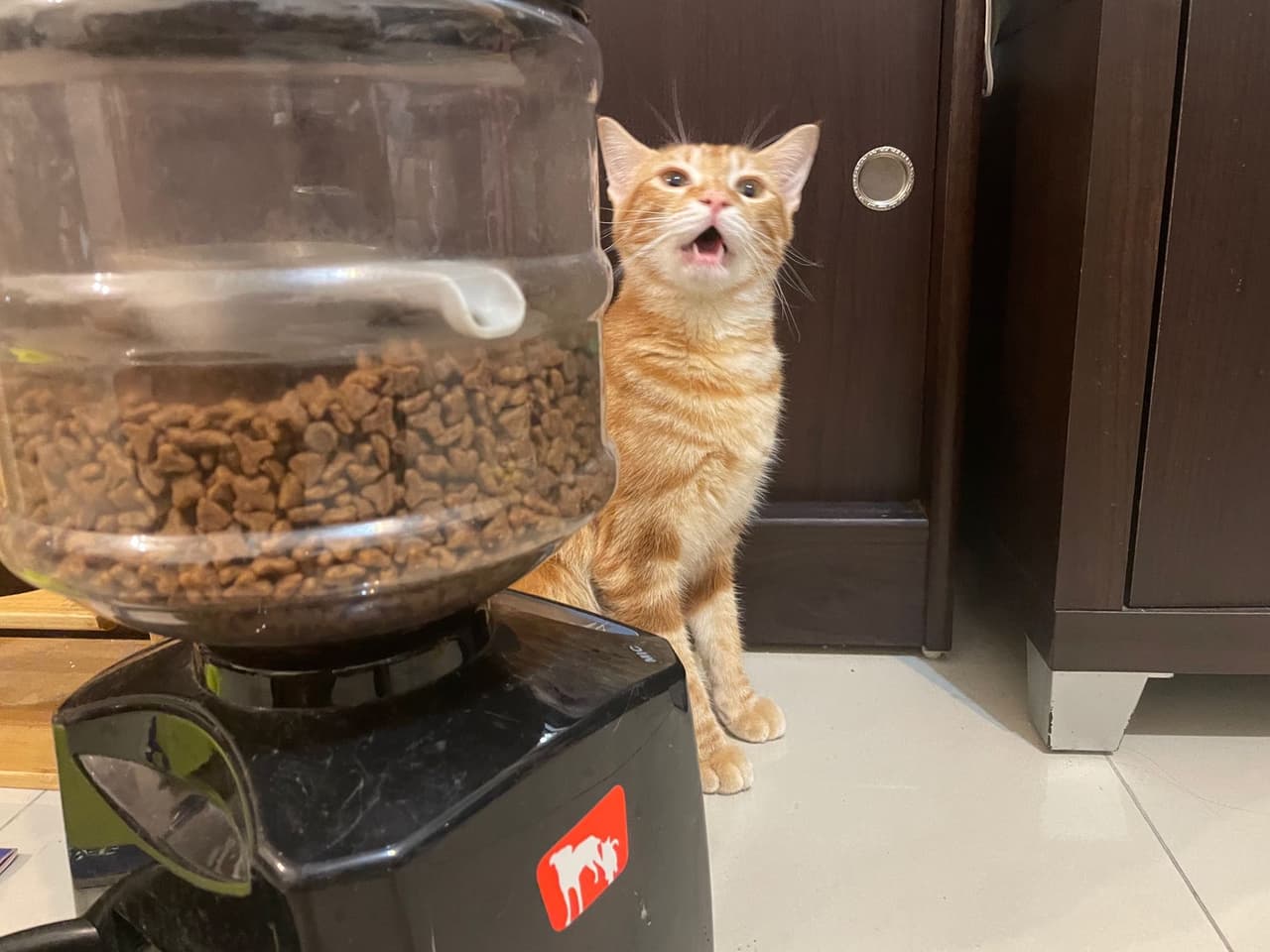 橘貓真的不得了 - B110 留言 | Dcard