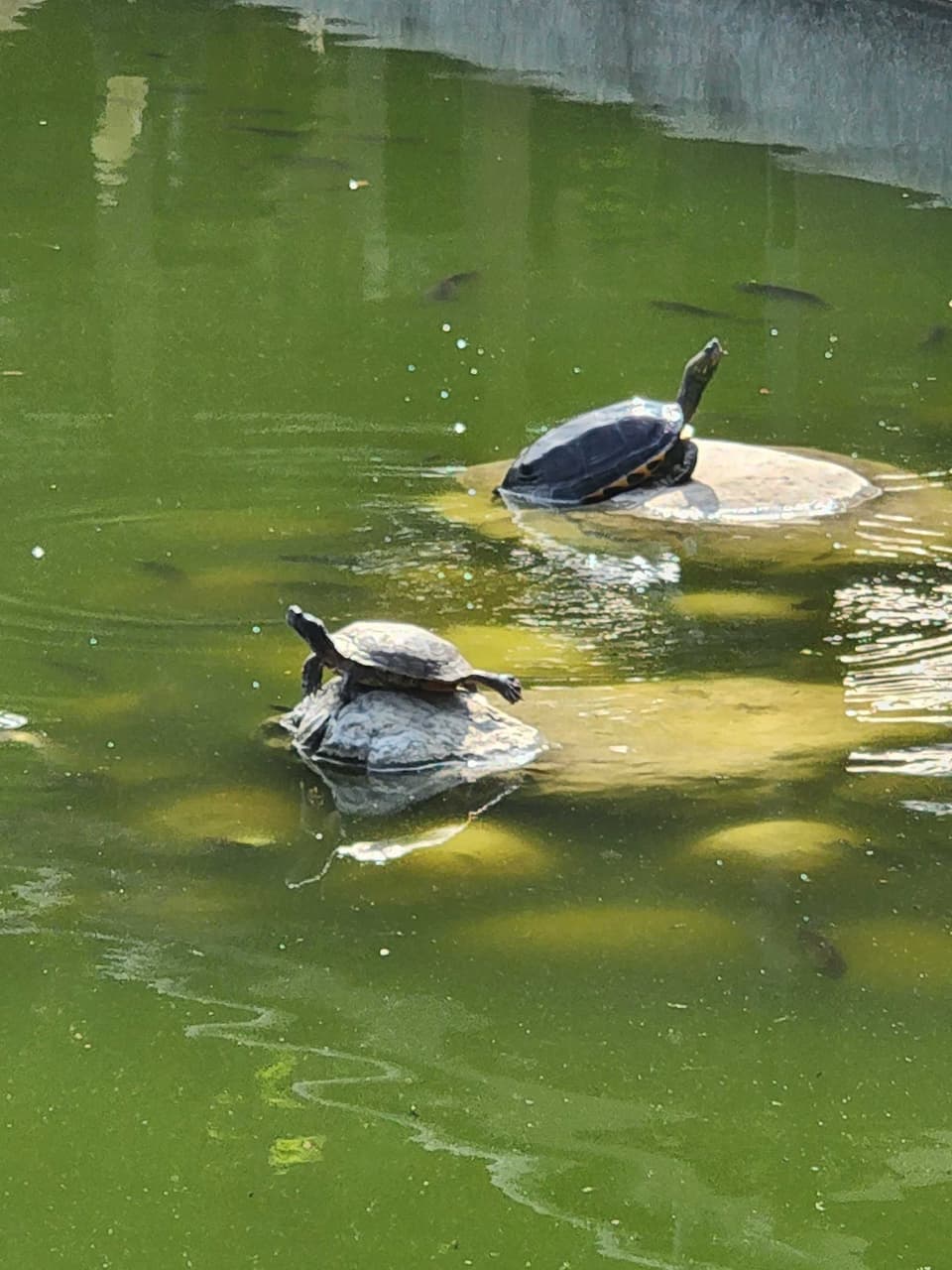 校園小動物分享第3彈 - 逢甲大學板 | Dcard