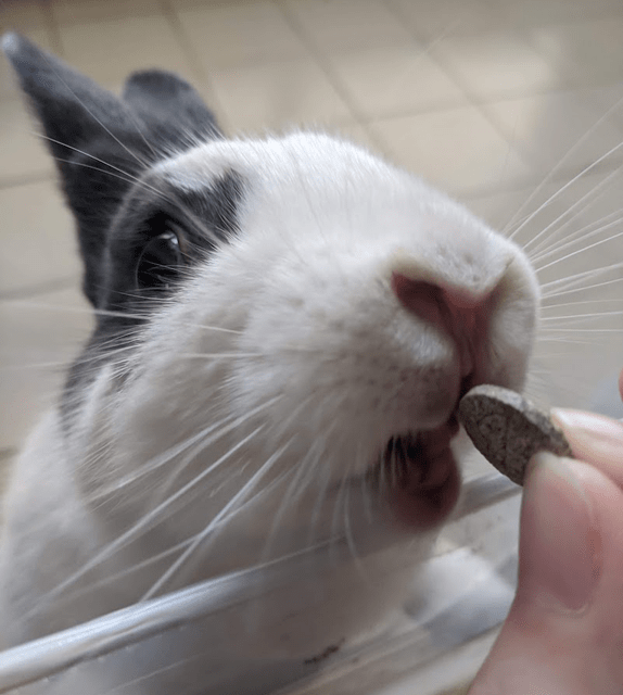 Python Selenium 網頁爬蟲入門免費教學 - 彭彭 (@cwpeng) | Dcard