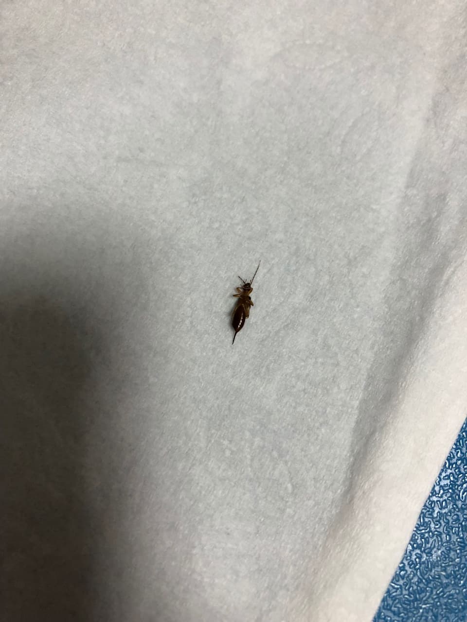 發問 這是什麼昆蟲 問答板 Dcard