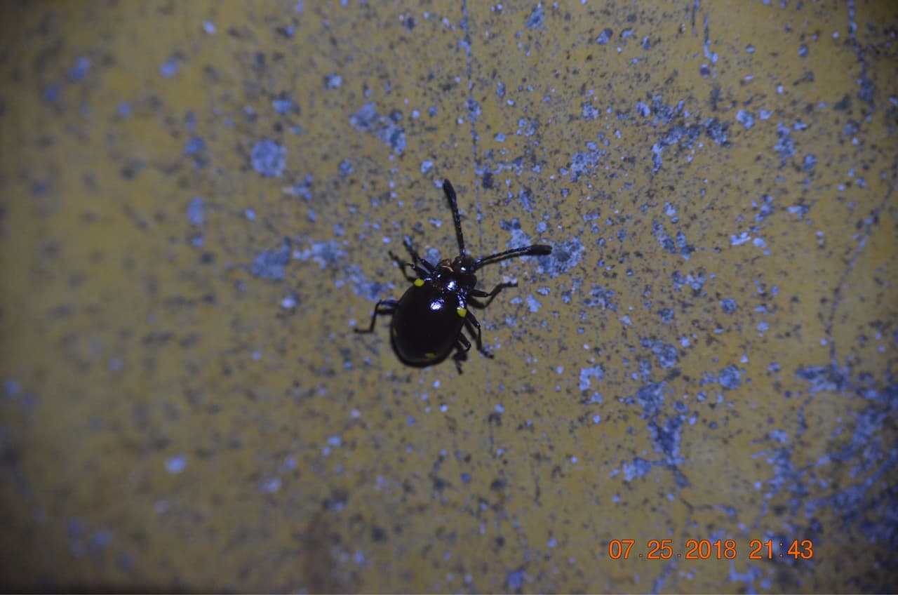 #分享 圖庫隨機照片 - 昆蟲板 | Dcard