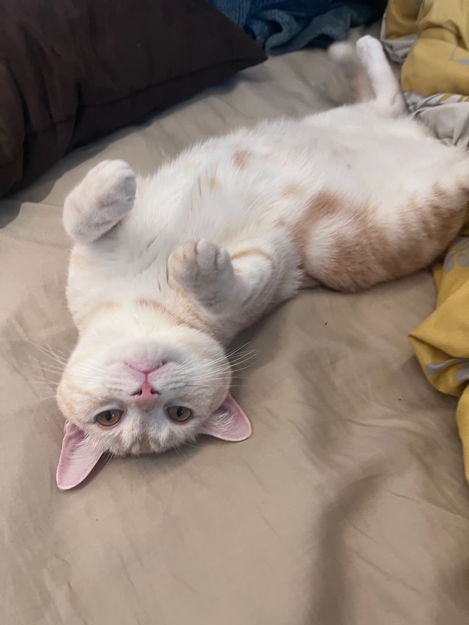 天氣熱開始翻肚了🥵 - 𝓘𝓮𝓼𝓼𝓲𝓮 (@wen_1208) | Dcard