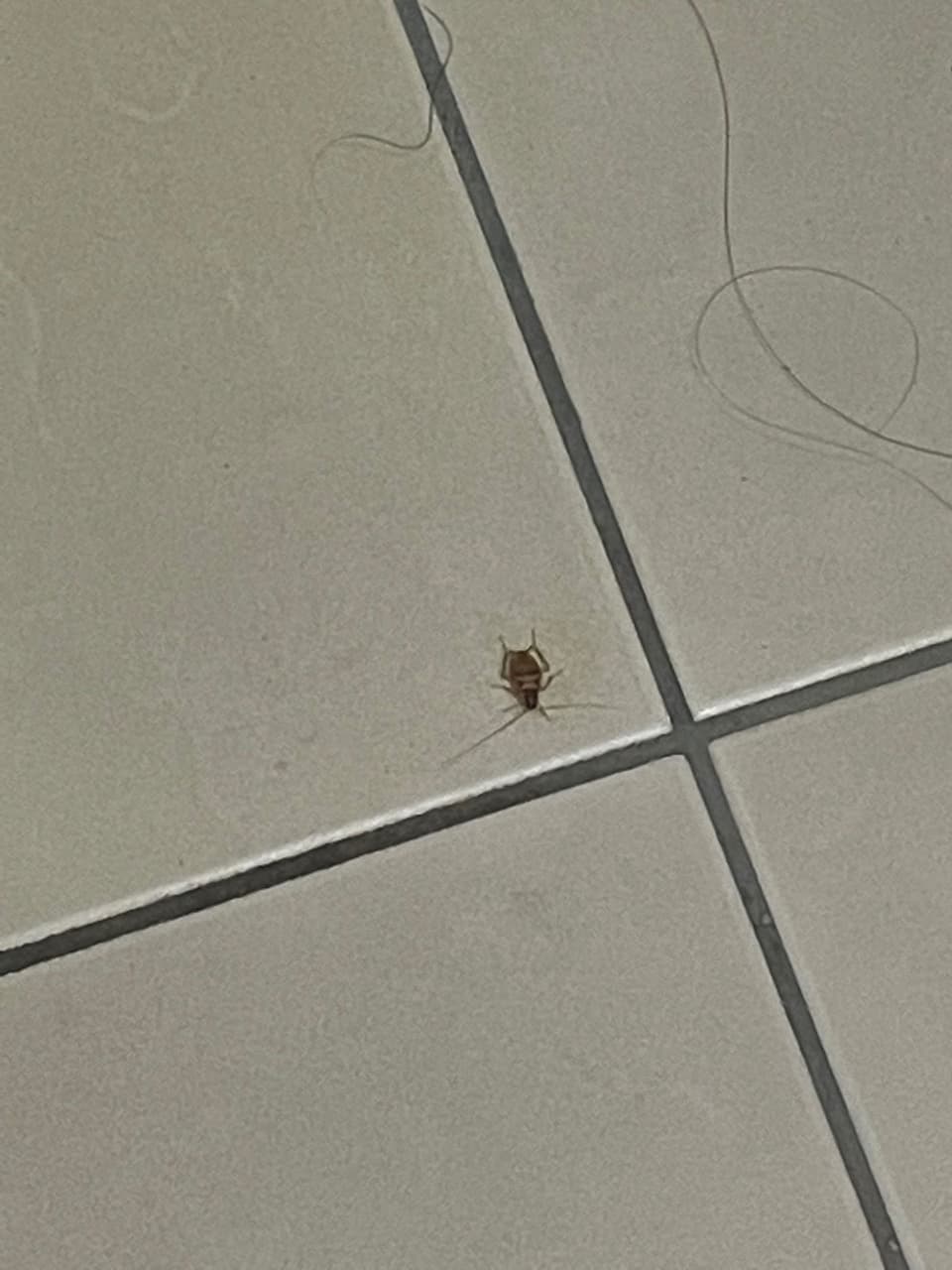 請益 請益 這是什麼蟲蟲 昆蟲板 Dcard