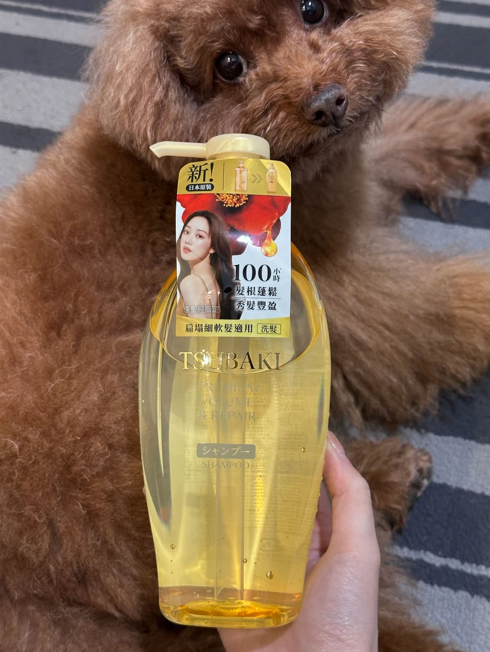 #開箱 實測蓬鬆超有感! 思波綺全新升級 0秒享受居家沙龍 - B27 留言 | Dcard