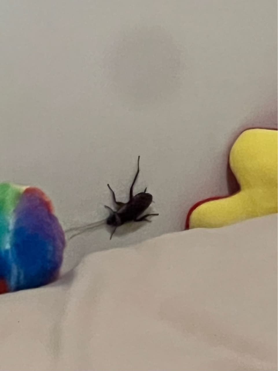 請益 這是什麼蟲😭 昆蟲板 Dcard