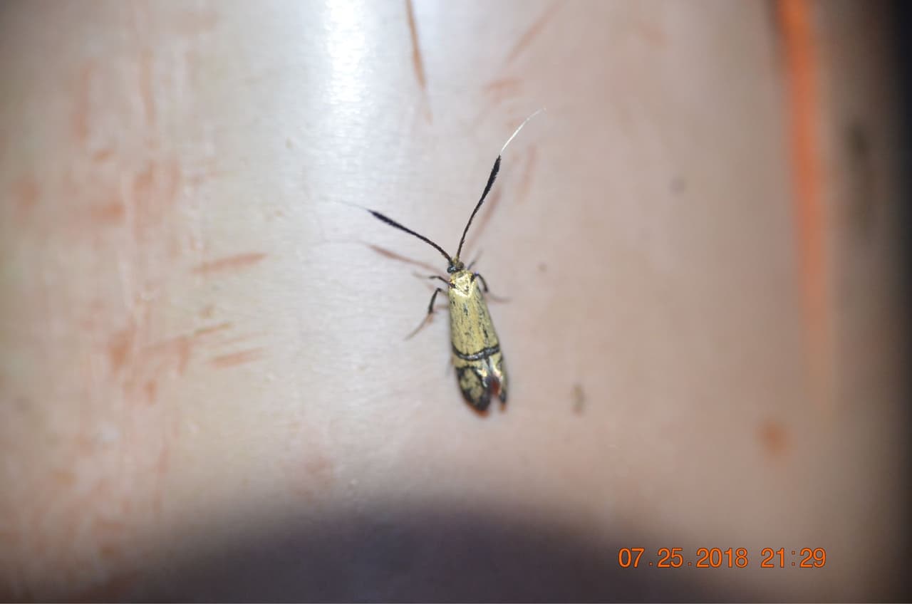 #分享 圖庫隨機照片 - 昆蟲板 | Dcard