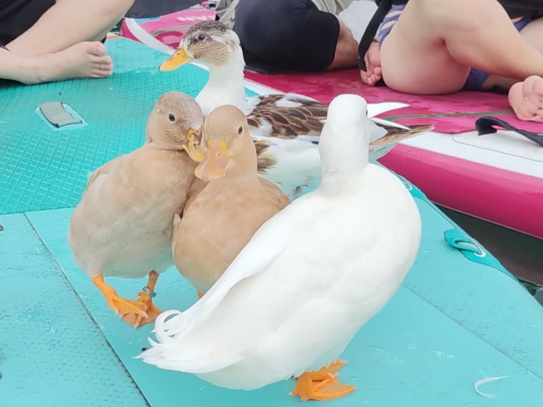 日月潭教練告訴你SUP新手注意事項 - 運動板 | Dcard