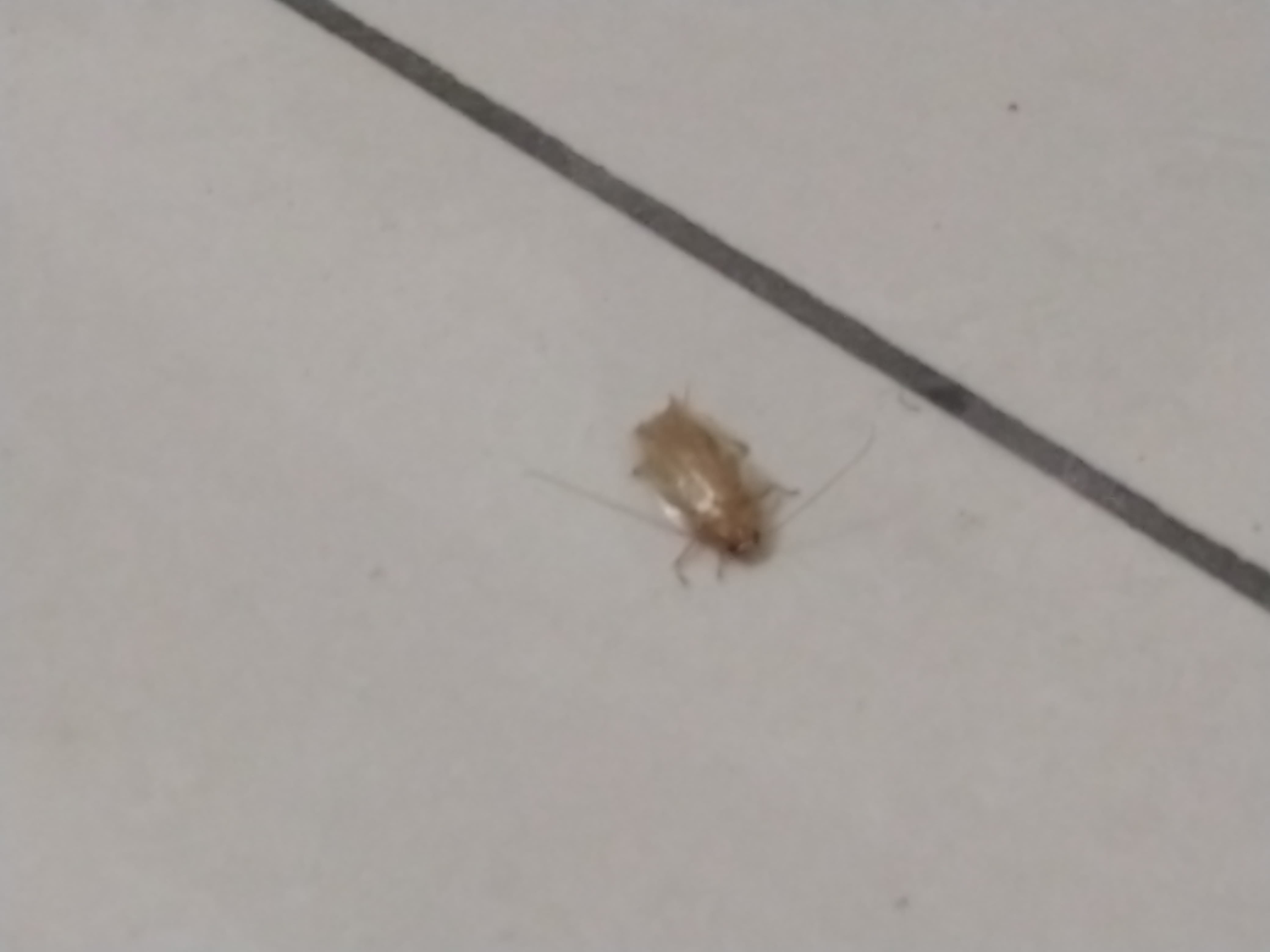 鑑定 鑑定 這是蟑螂嗎？ 昆蟲板 Dcard
