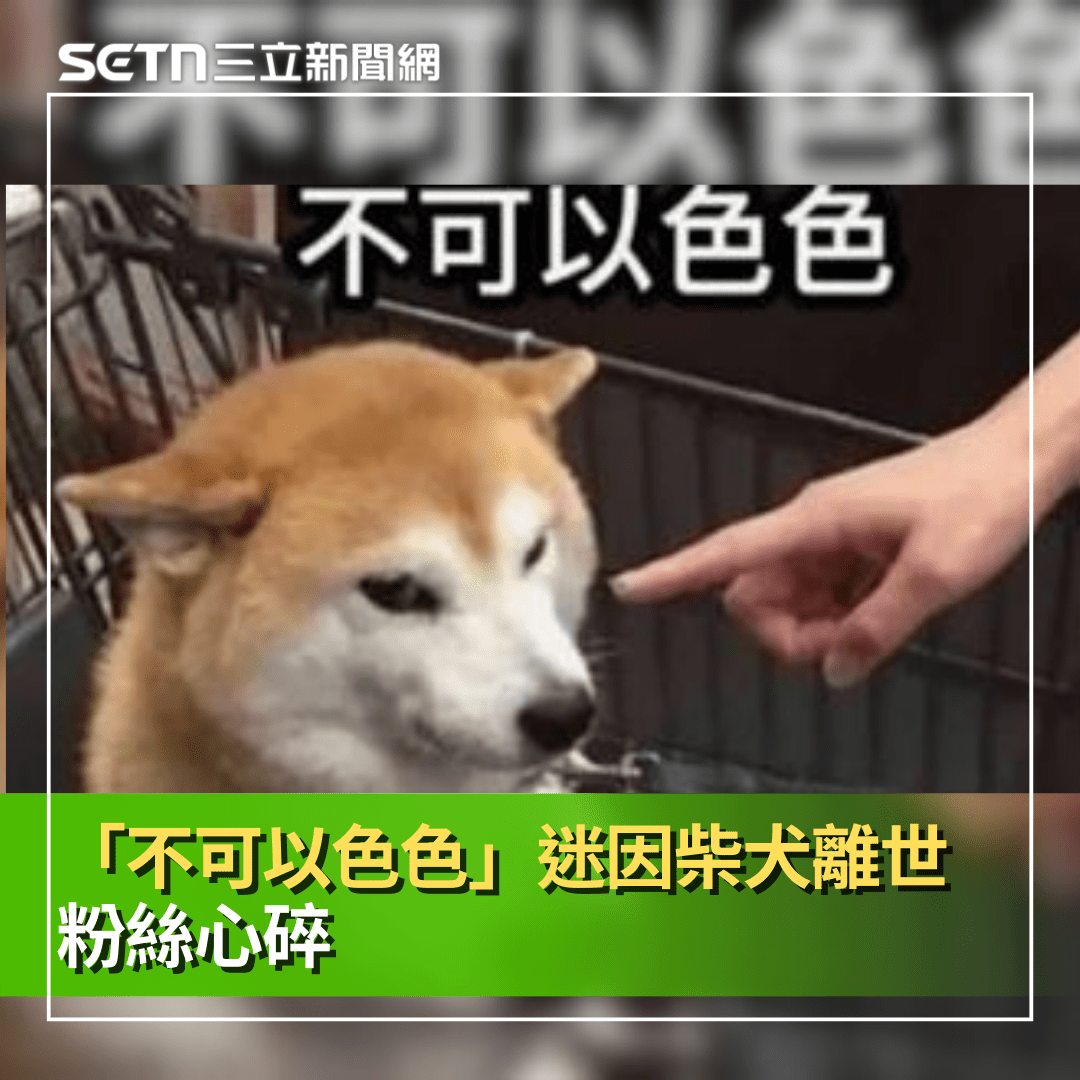 「不可以色色」迷因柴犬離世！主人告別：期待能再相見 粉絲心碎淚崩 - SETN三立新聞網 (@setn54) | Dcard