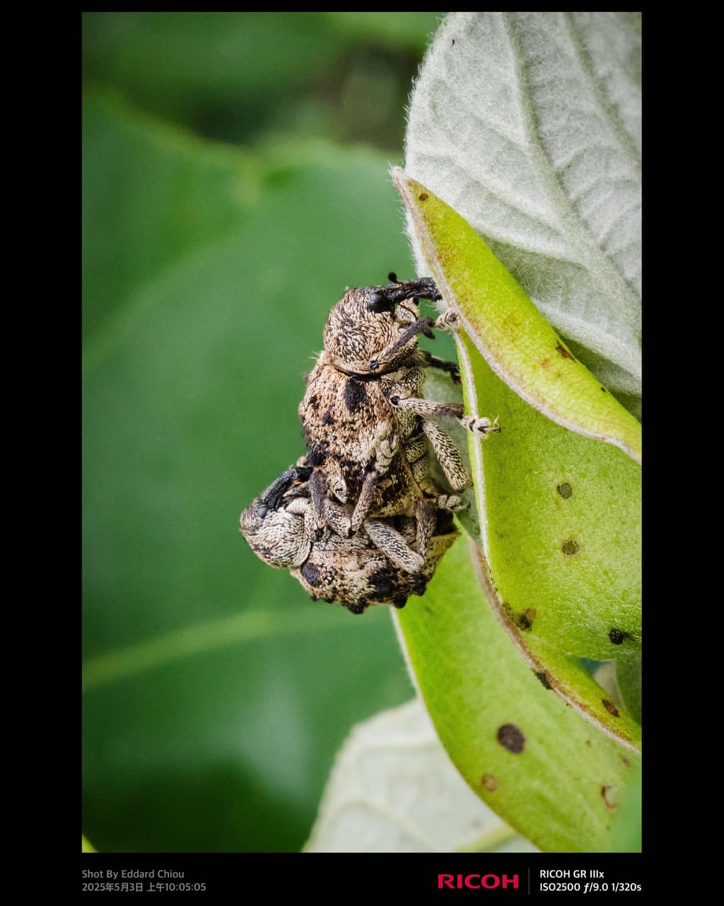 #分享 更多的昆蟲攝影 2 - 昆蟲板 | Dcard