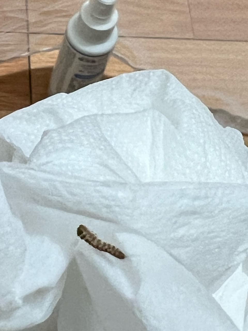 鑑定 家中突然跑出這種蟲，想了解這是什麼蟲子。該如何防治？ 昆蟲板 Dcard