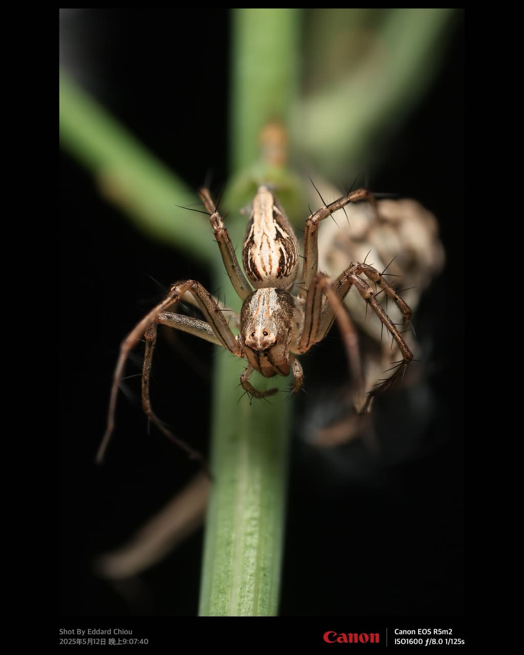 #分享 更多的昆蟲攝影 2 - 昆蟲板 | Dcard