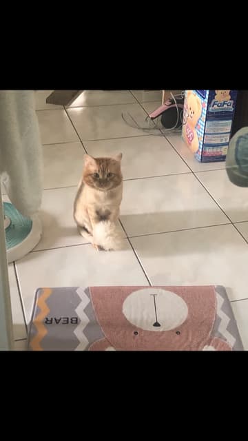 （首次🧸 ️寵物溝通）我是我家貓咪的女友⋯⋯⋯ - B49 留言 | Dcard