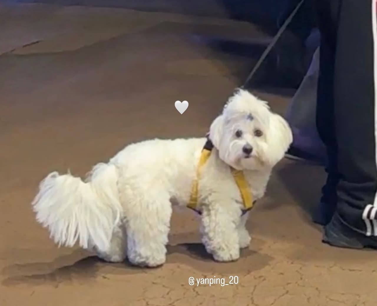 #分享 #偶遇 SEVENTEEN STREET 總管隊長溜kkuma - SEVENTEEN板 | Dcard