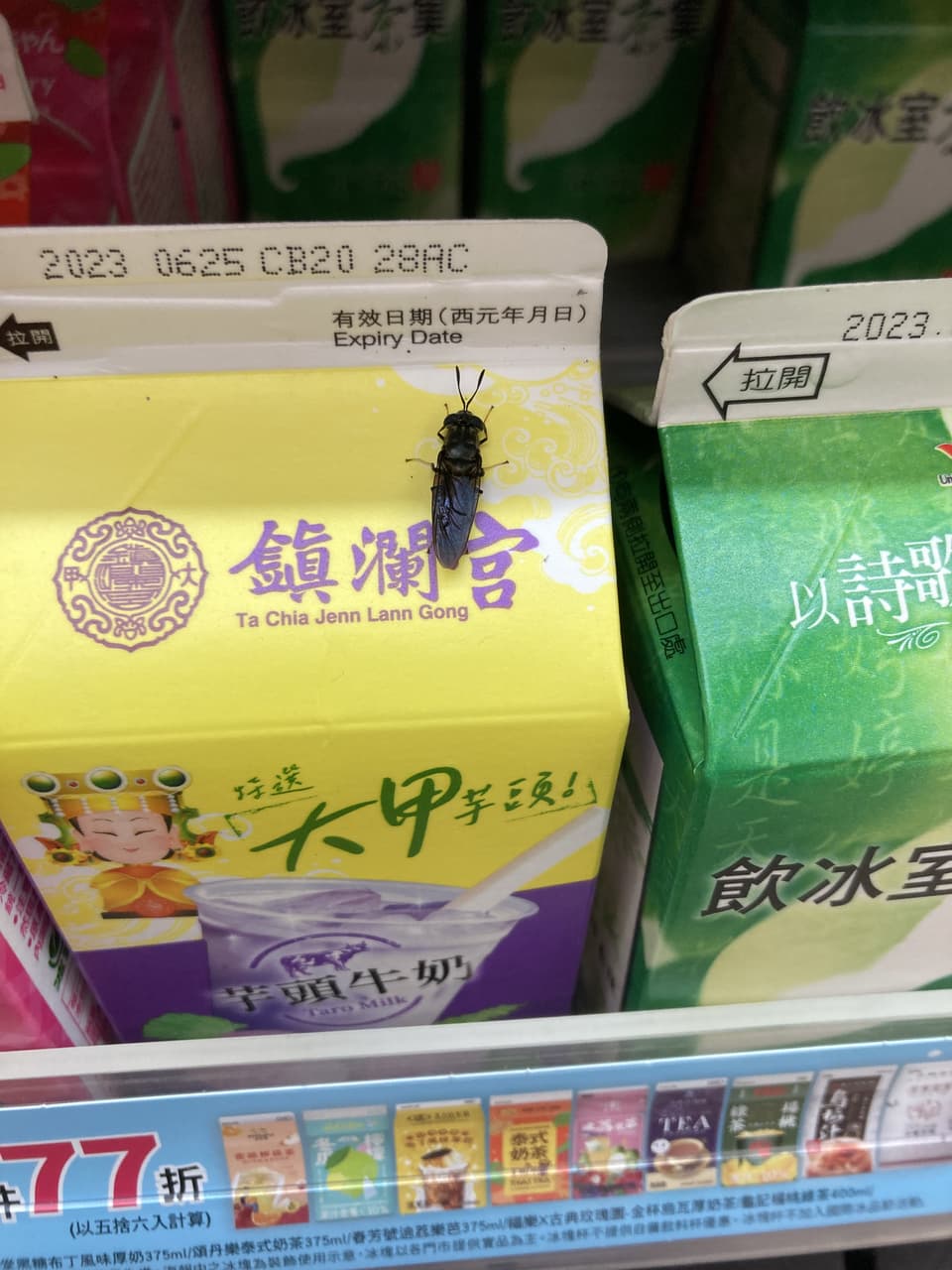 鑑定 鑑定 請問這是什麼蟲 昆蟲板 Dcard