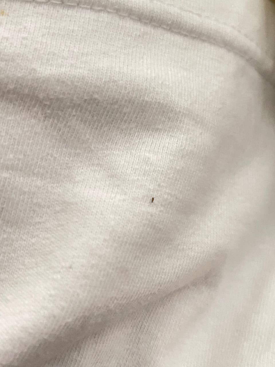 請益 鑑定請益 不知道什麼蟲 昆蟲板 Dcard
