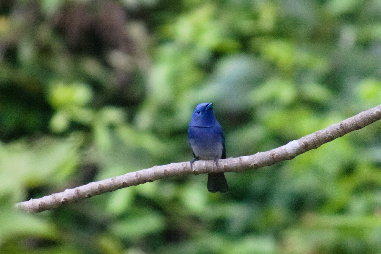 #選購 8～10K Canon APSC單機身 - 攝影板 | Dcard