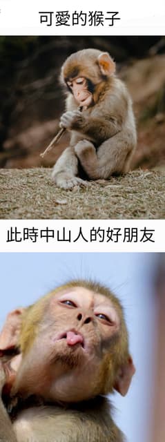 #自創 中山的同學們最喜歡可愛的猴猴了吧 - 梗圖板 | Dcard