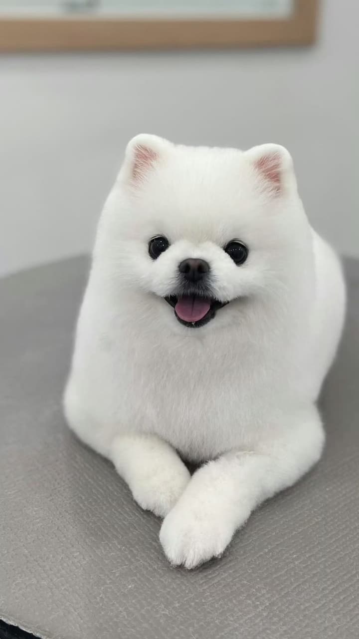 Andy不敢回應家寧影片？ - B49 留言 | Dcard