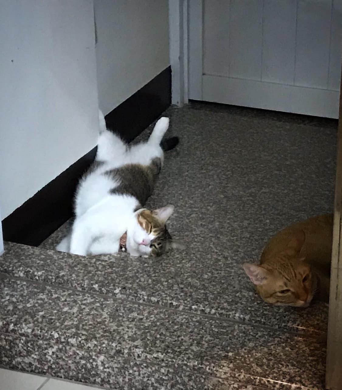 不讓你關…🐰 - 兔級廚師 (@wusagi) | Dcard